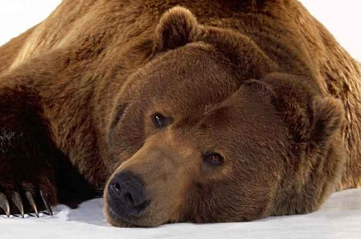 MEDVE Lap - Medvék téli álma -Medvék, mackók - Farkas Nóra weblapja