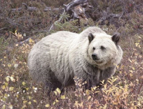 MEDVE Lap - Medvék, mackók - Farkas Nóra weblapja