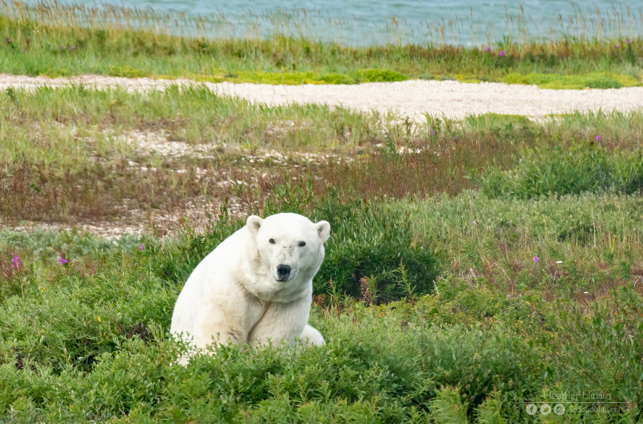 MEDVE Lap - Medvék, mackók - Farkas Nóra weblapja