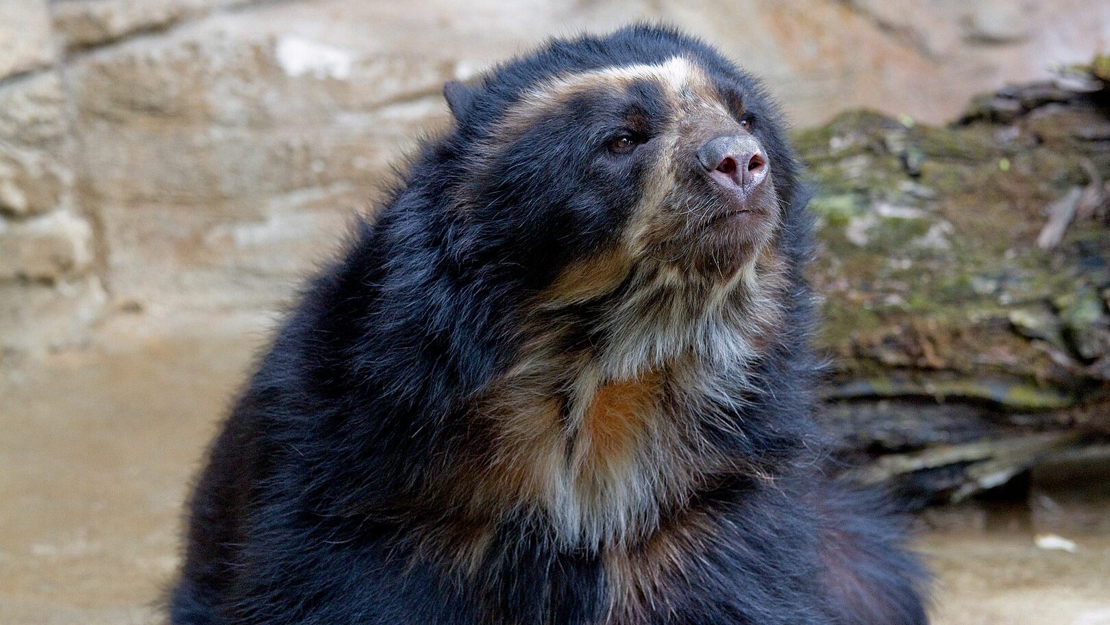 MEDVE Lap - Medvék, mackók - Farkas Nóra weblapja